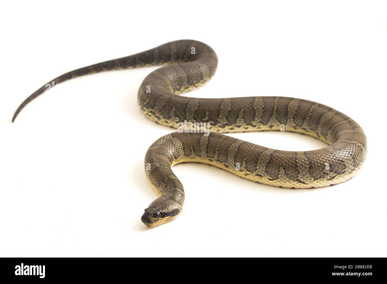 Common puff-faced water snake (Homalopsis buccata), banded water snake ...