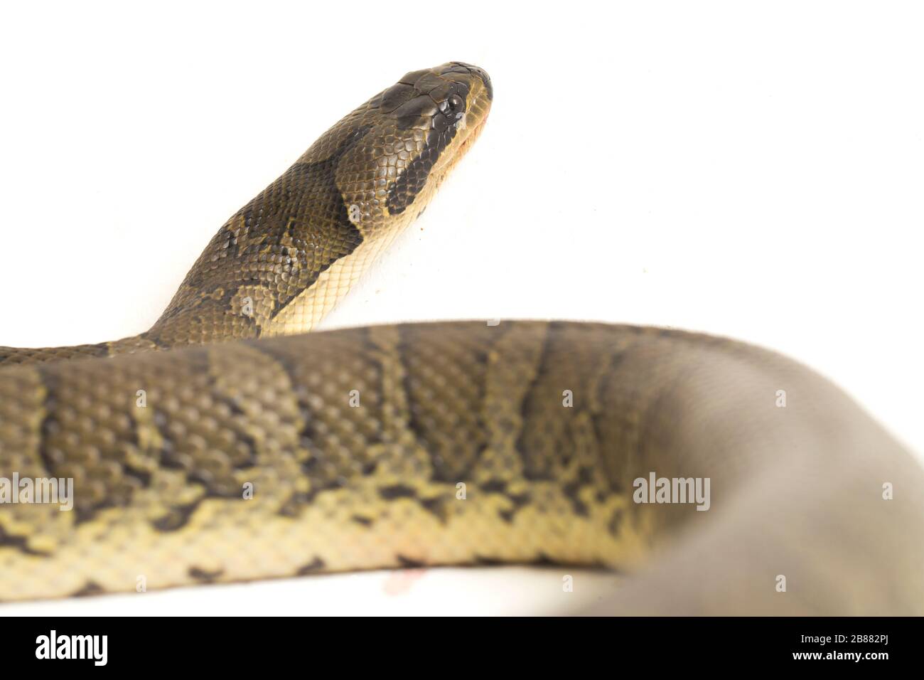 Common puff-faced water snake (Homalopsis buccata), banded water snake ...