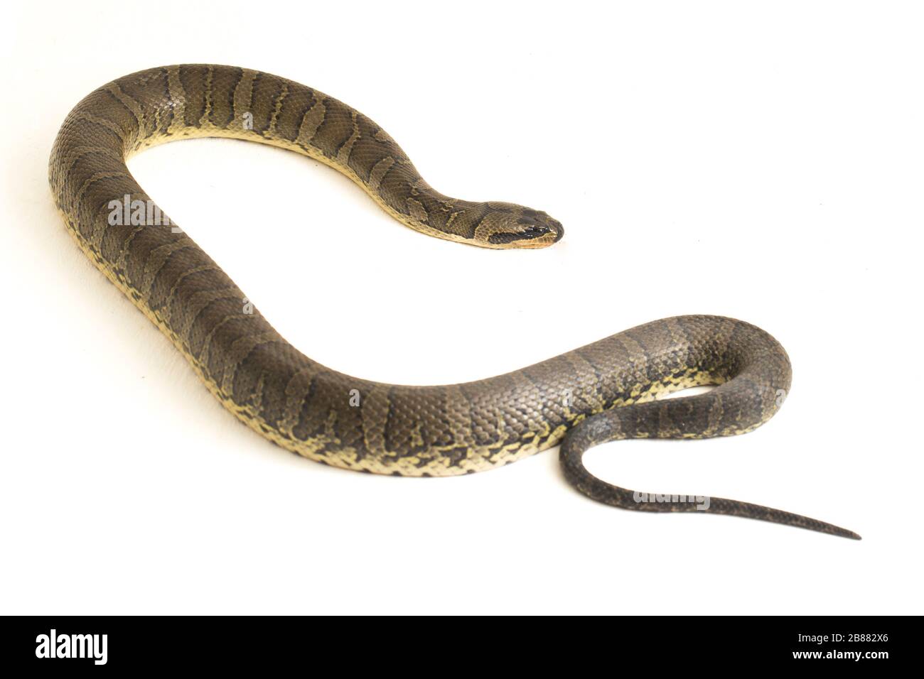 Common puff-faced water snake (Homalopsis buccata), banded water snake ...