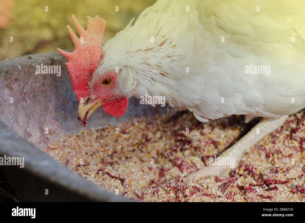 Chickens eating food in farm. Hens feeding with corns in the hen house ...