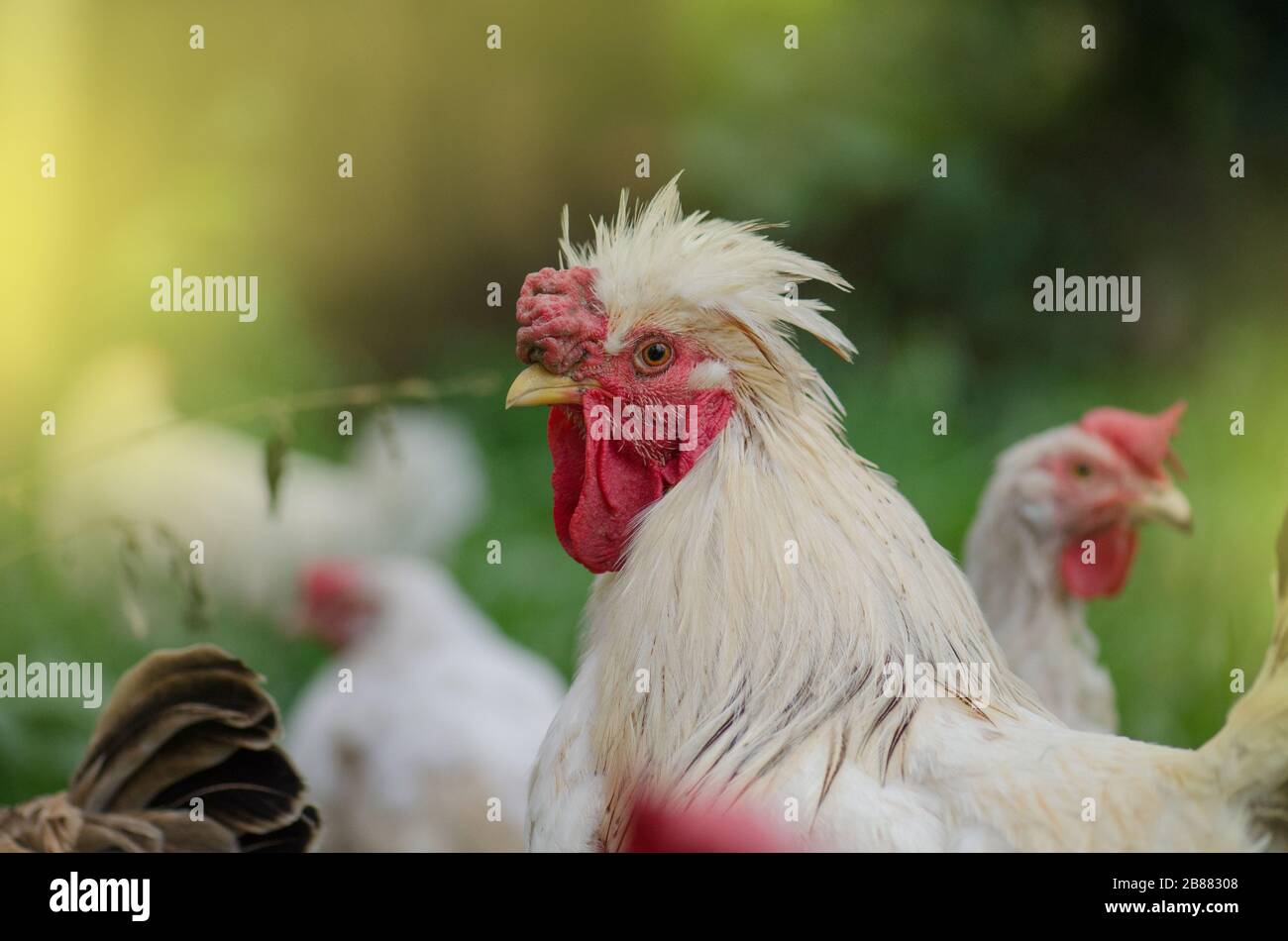 Chicken in bio farm. Free range chicken in the farm yard. Chicken in a ...