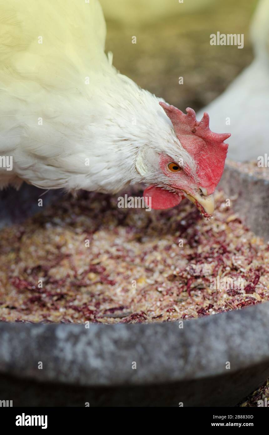 Chickens eating food in farm. Hens feeding with corns in the hen house ...