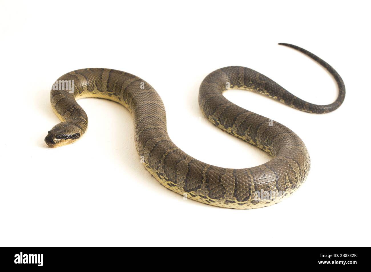 Common puff-faced water snake (Homalopsis buccata), banded water snake ...