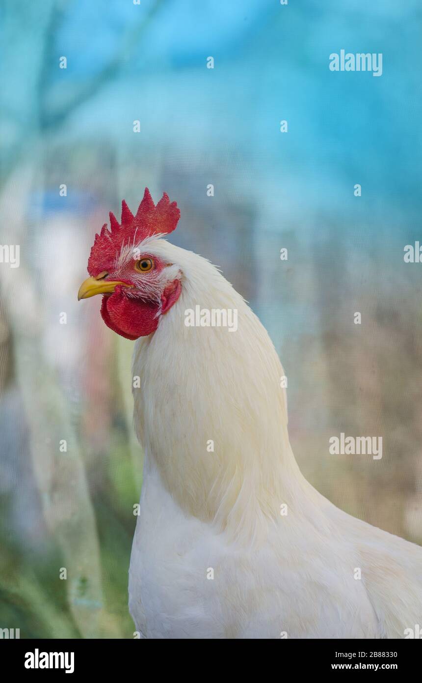 Rooster in farm. Cock in outside area of a chicken coop. Beautifully ...