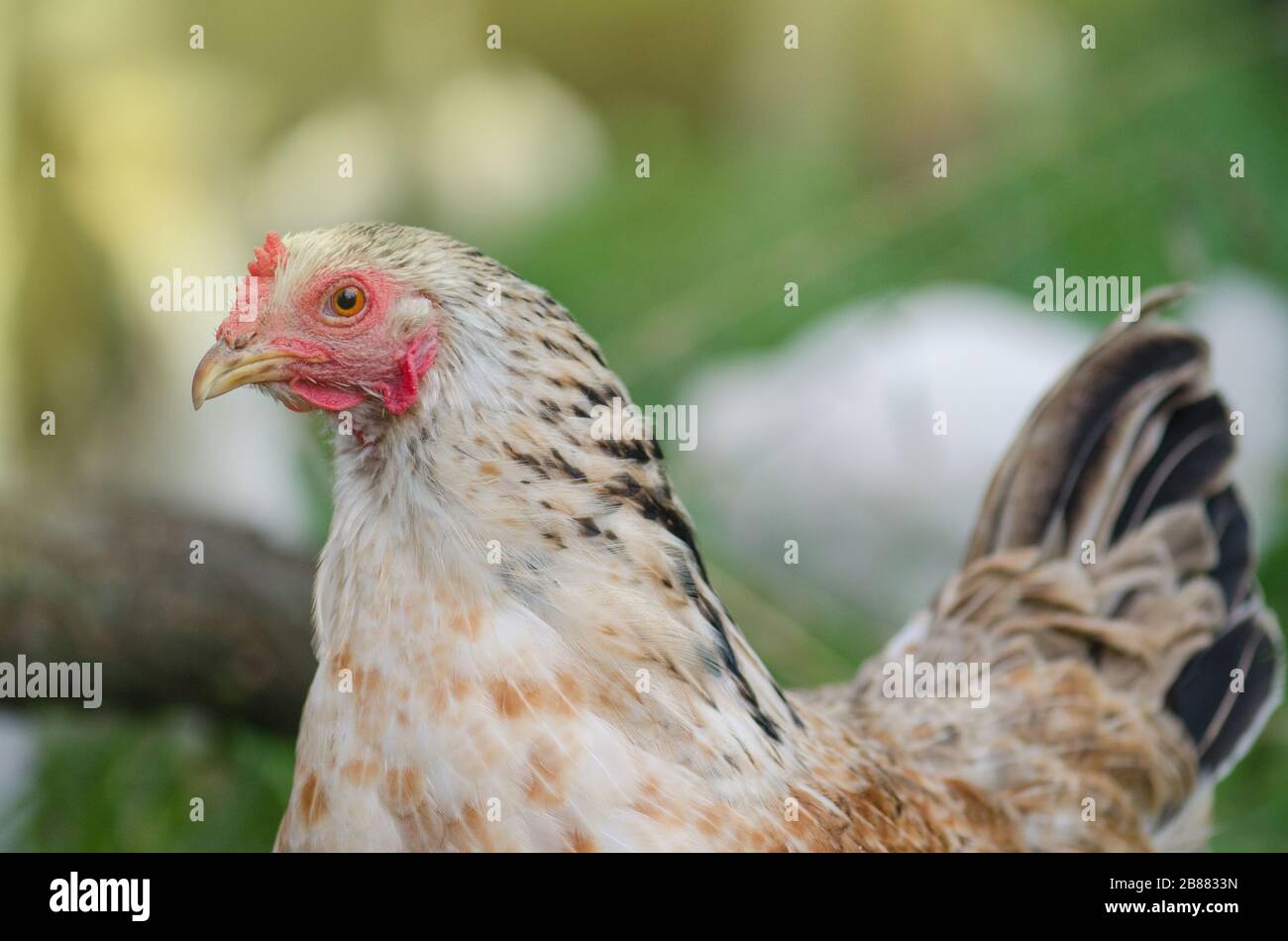 Chicken in bio farm. Free range chicken. Hen on the green grass Stock ...