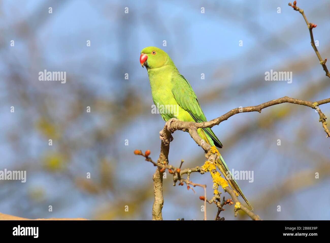 Rose-ringed parakeet (Psittacula krameri) Female sitting on branch ...