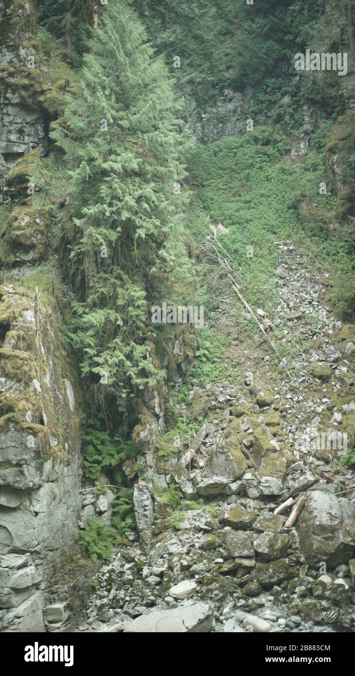 Side of a cliff in a green forest in a national park in British ...