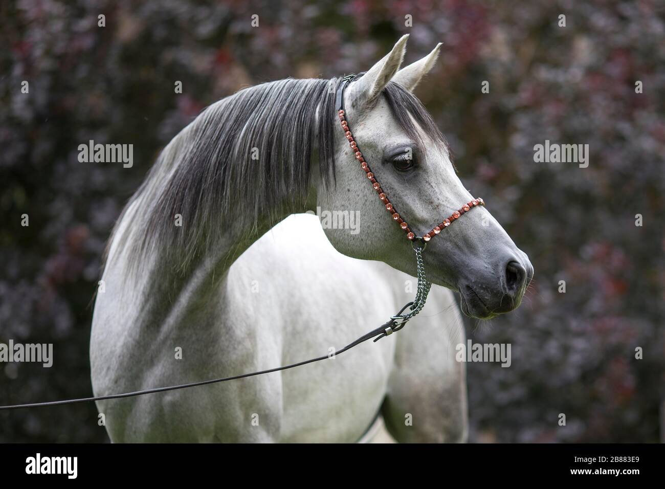 Grey Arabian Mare High Resolution Stock Photography and Images - Alamy