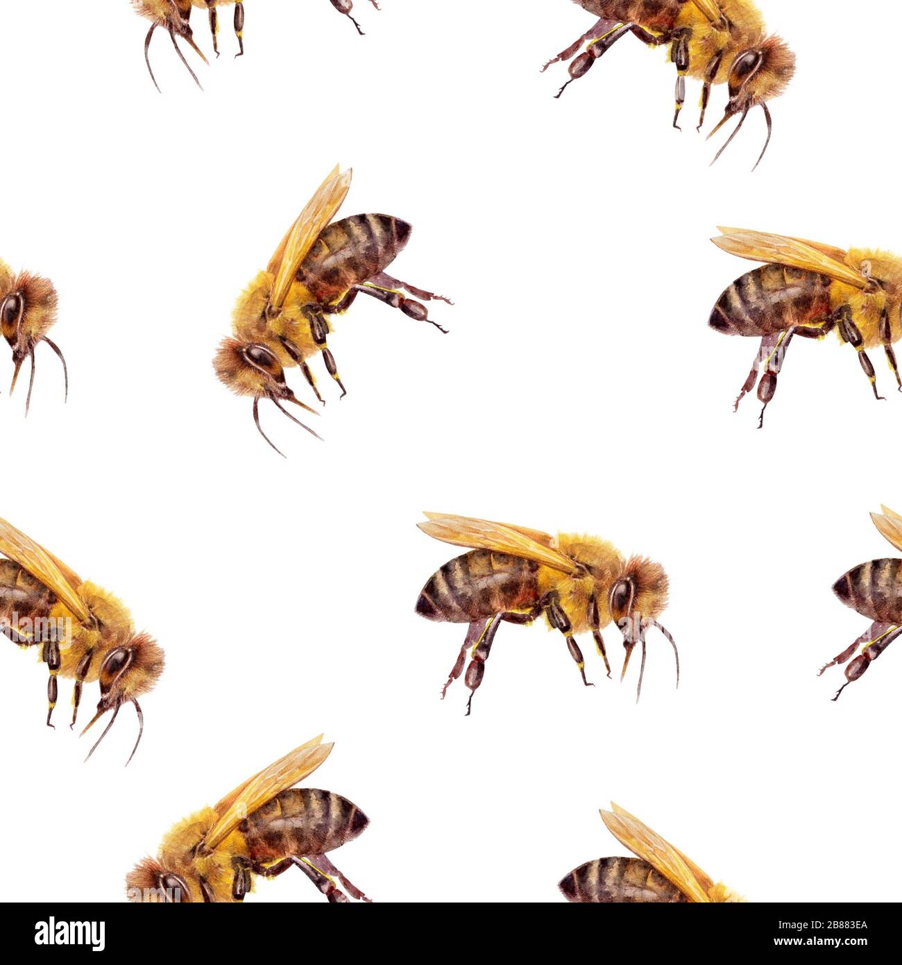 Honey bee hand drawn watercolor illustration. Seamless pattern Stock ...