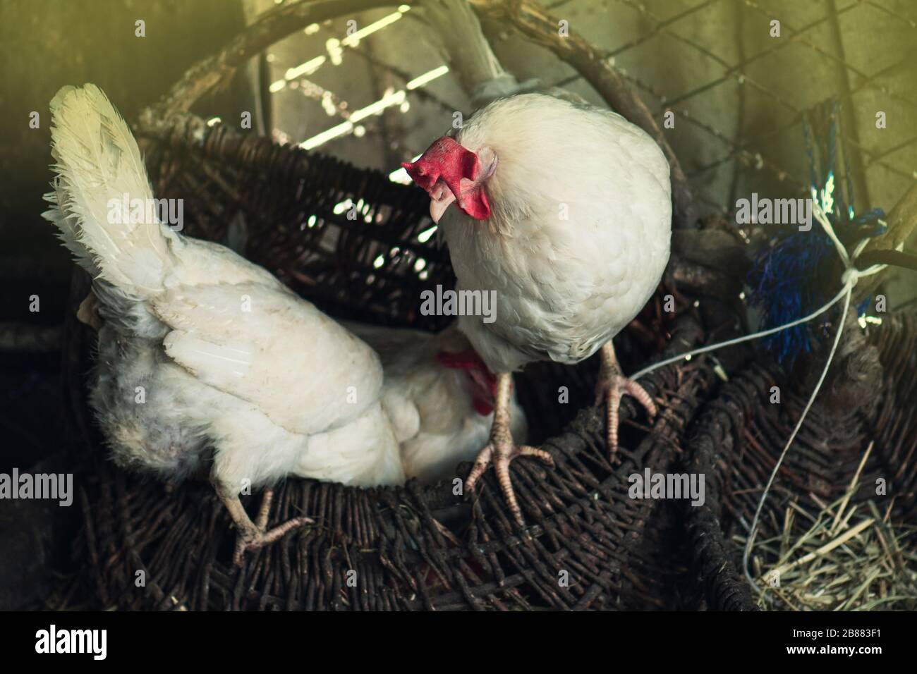 Hens in hen house. Chicken in hen house close up. Chickens in farm ...