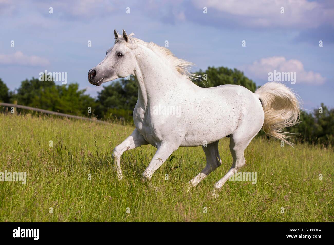 White stallion galloping hi-res stock photography and images - Alamy