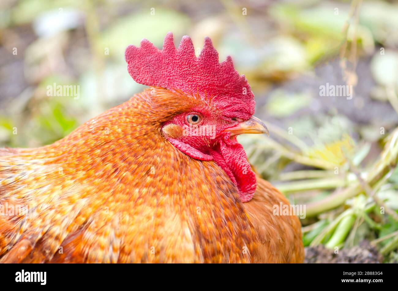 Colorful red rooster head in farm closeup Stock Photo - Alamy