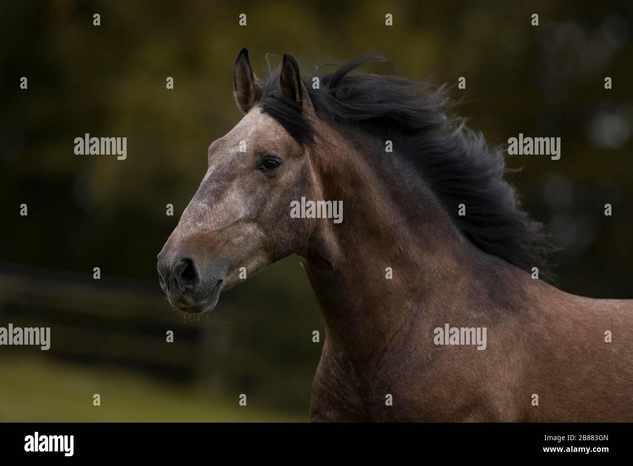 Young P.R.E. stallion in movement portrait, Traventhal, Germany Stock ...