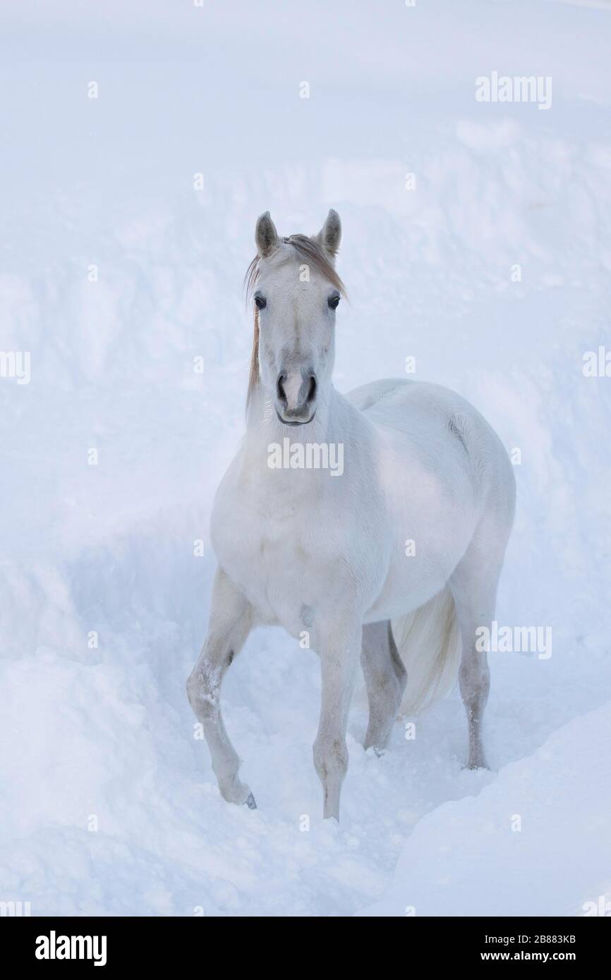 Thoroughbred arabian mare grey in deep snow hi-res stock photography ...