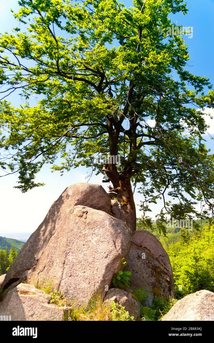 On the Hiking Trail Rennsteig in Germany Stock Photo - Alamy