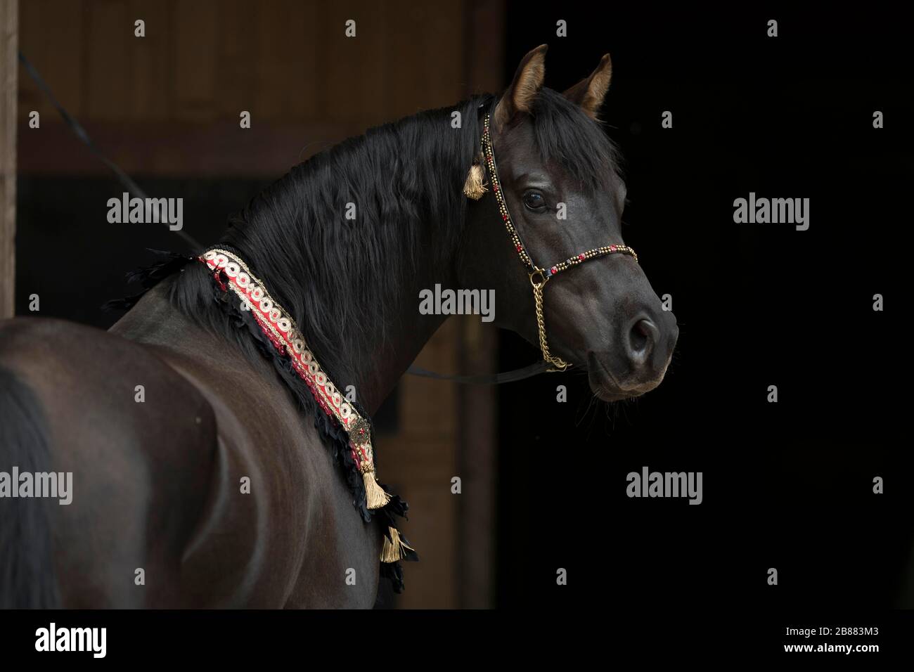 Arabian bridle hi-res stock photography and images - Alamy