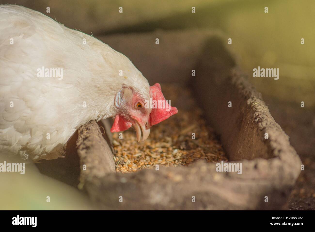 Hens feeding with corns in the hen house. Farm business with group of ...