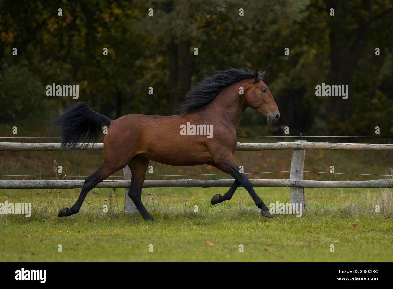 Brown P.R.E. stallion in trot over the paddock, Traventhal, Germany ...