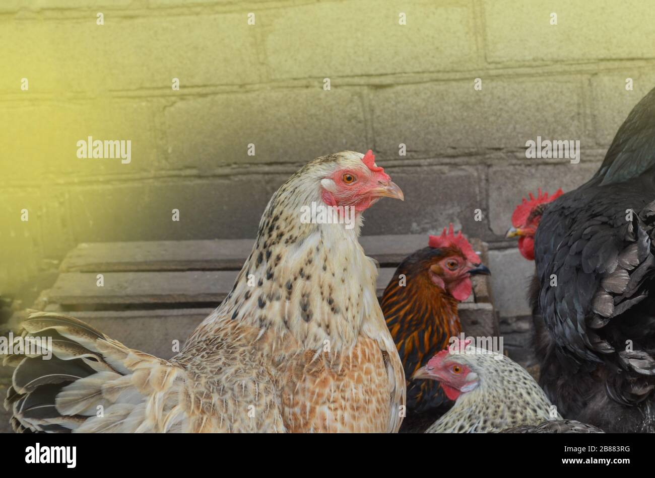 Free range living chicken on farm. Hens roam freely in green paddock ...
