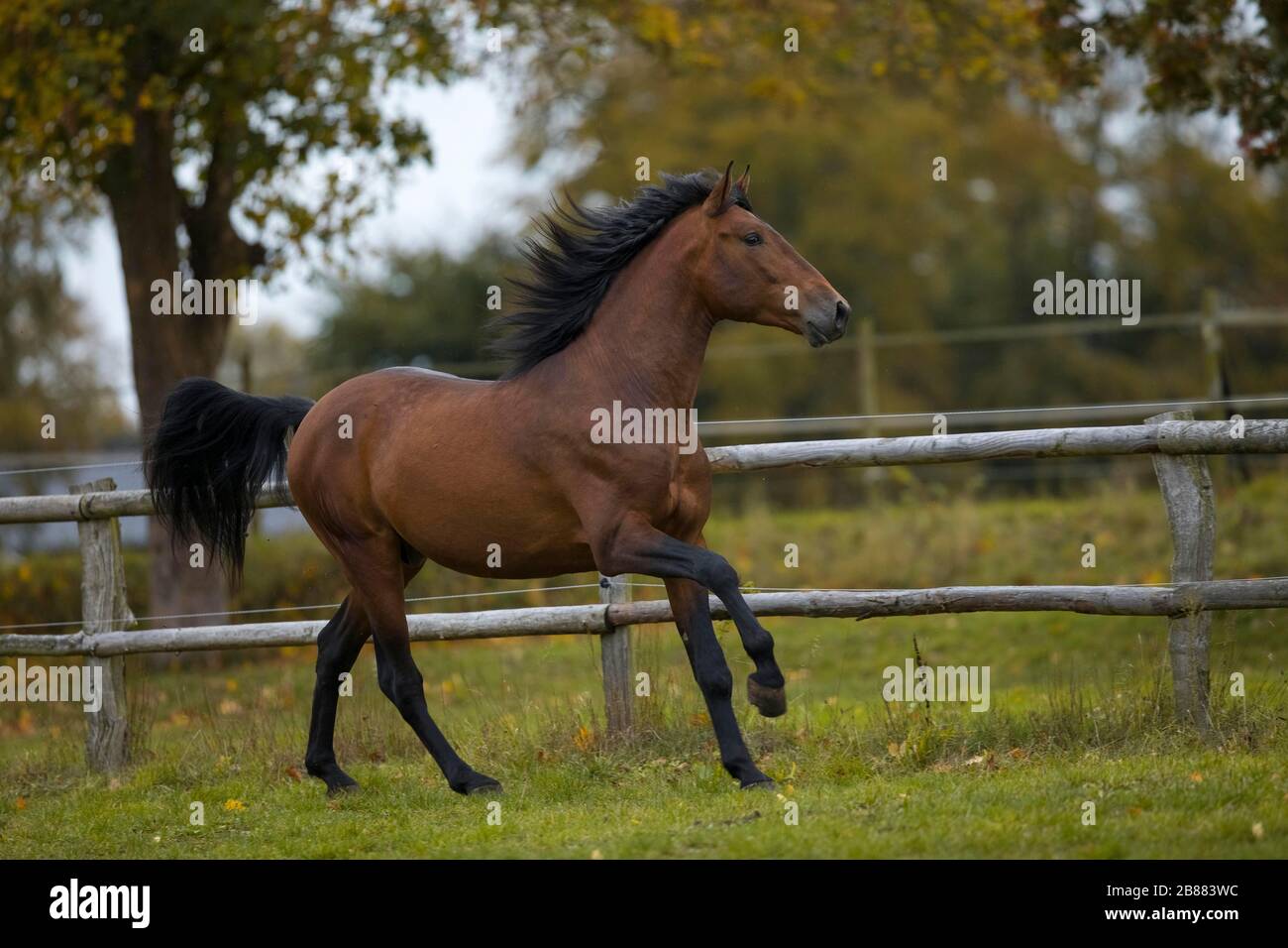 Bay stallion gallop hi-res stock photography and images - Alamy