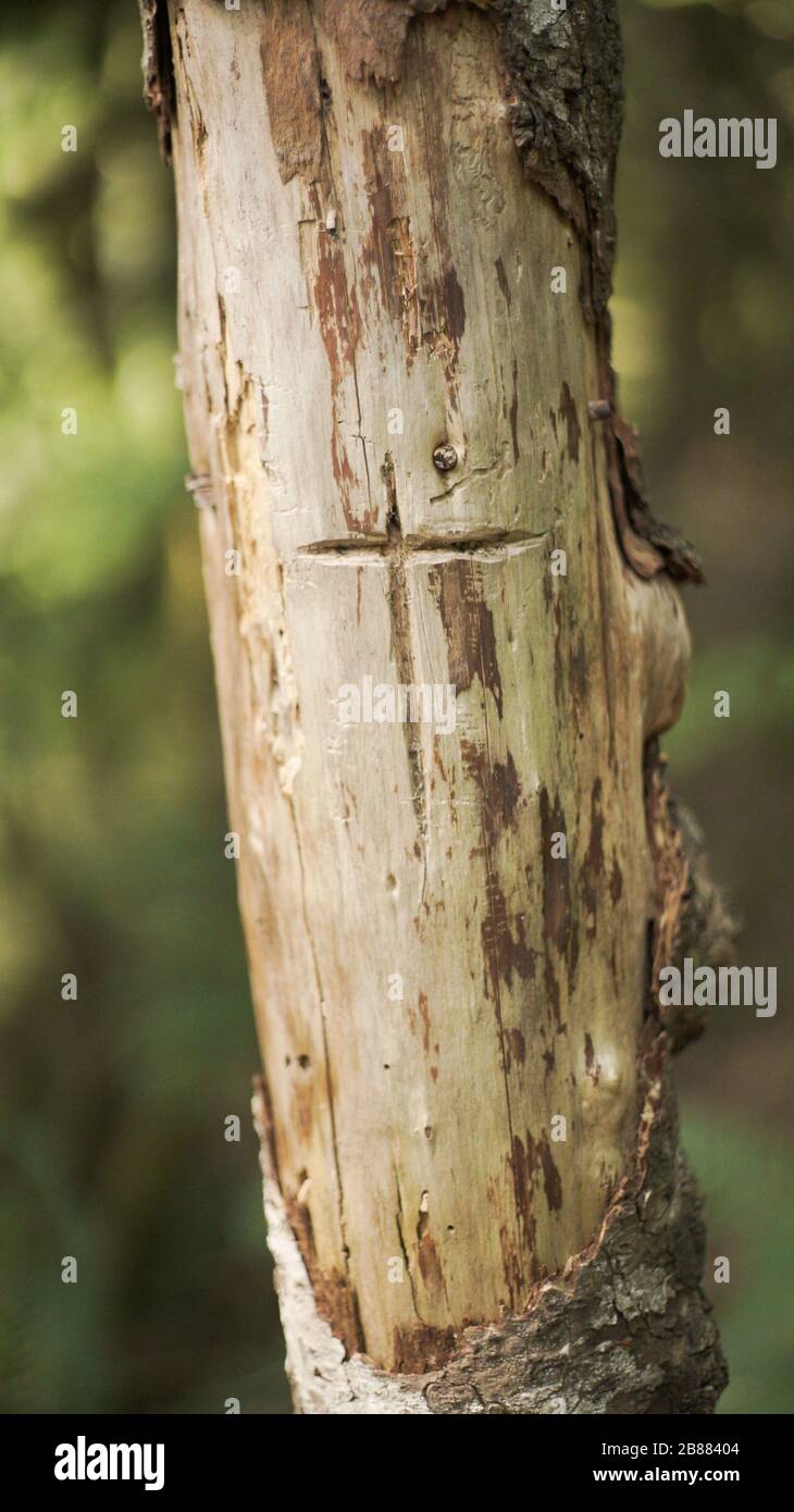 Christian Cross carved into a tree in a green forest Stock Photo - Alamy