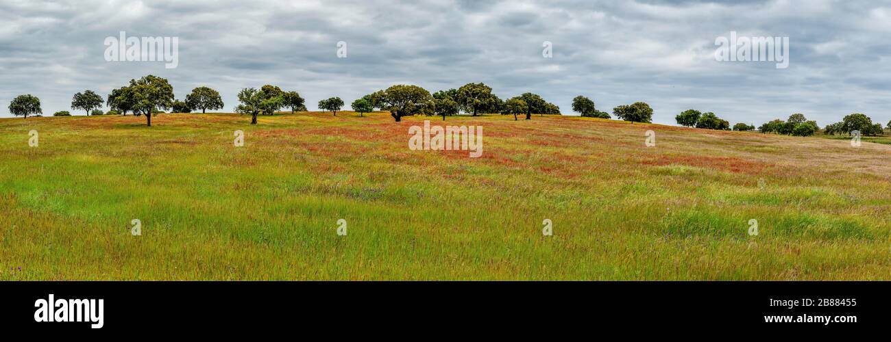 Flower meadow with olive trees; panorama; Algarve; Portugal Stock Photo ...