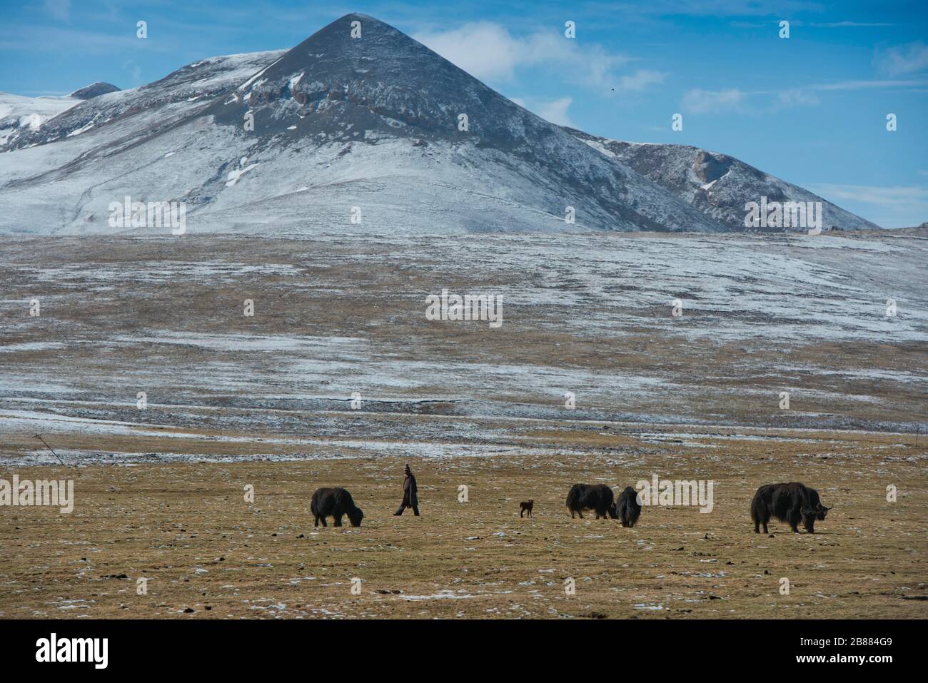 Tibetan nomad in icy plateau with yak herd, house yaks, Changtang ...