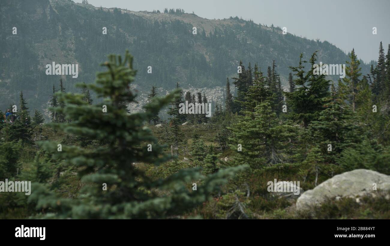 evergreens in a mountain range in british columbia canada Stock Photo ...