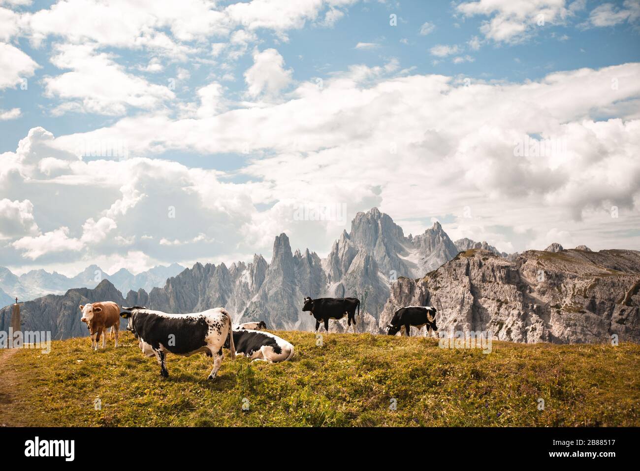 Dairy cattle in pasture dolomites hi-res stock photography and images ...