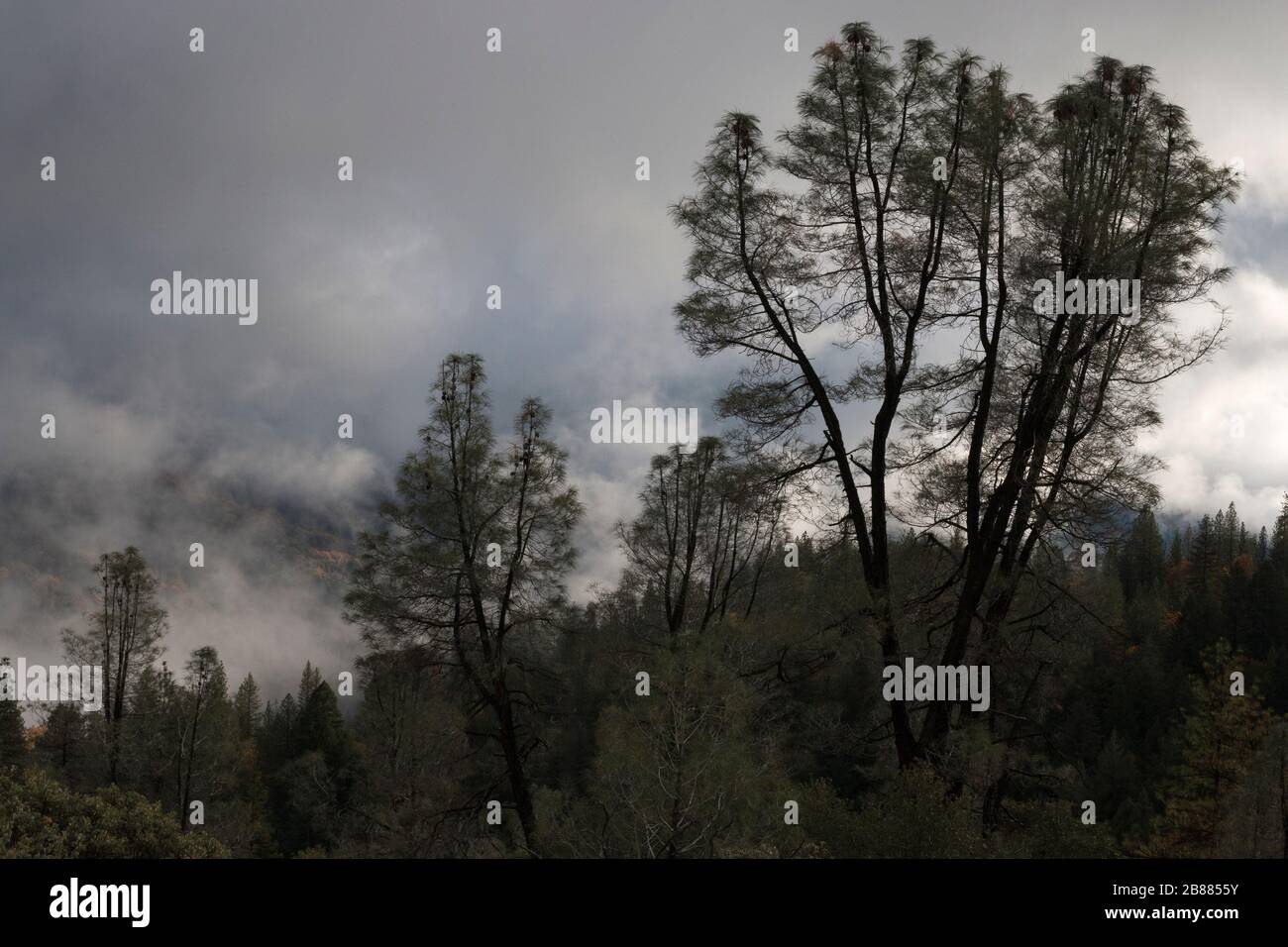 Foothill woodland hi-res stock photography and images - Alamy