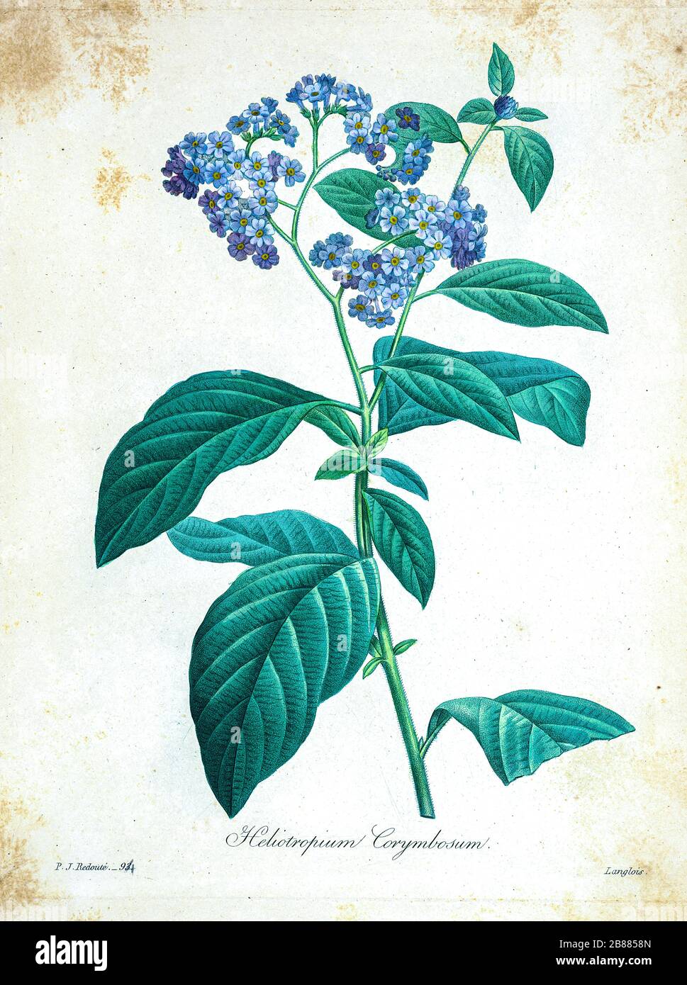 Victorian garden illustration hi-res stock photography and images - Alamy