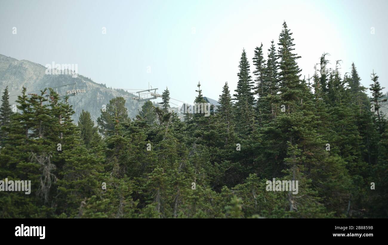 evergreens in a mountain range in british columbia canada Stock Photo ...