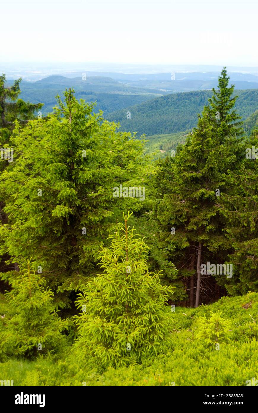On the Hiking Trail Rennsteig in Germany Stock Photo - Alamy