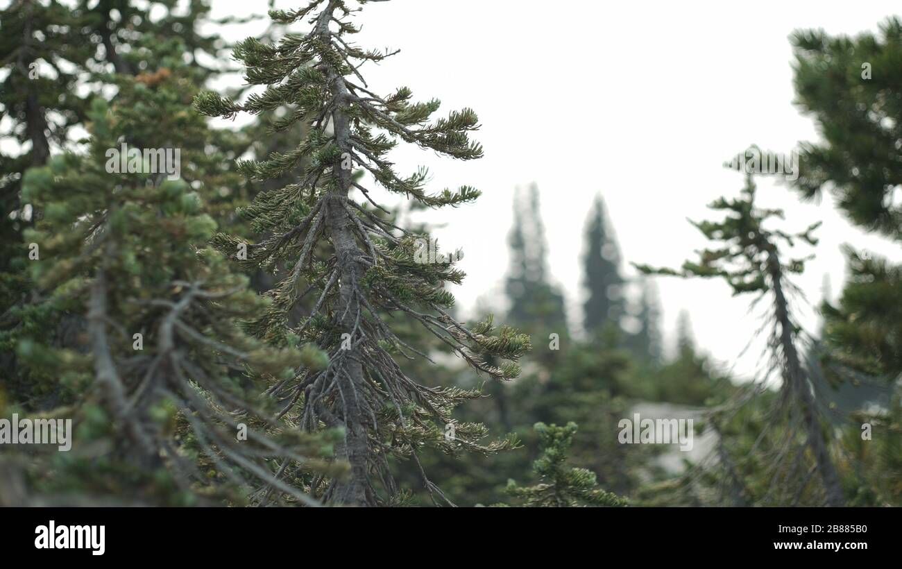 evergreens in a mountain range in british columbia canada Stock Photo ...