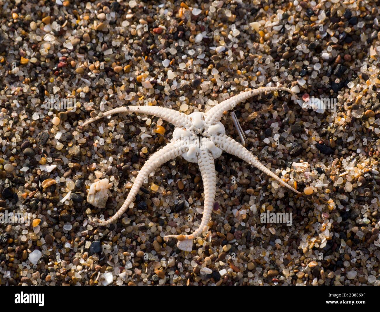 Starfish seashells on beach hi-res stock photography and images - Alamy