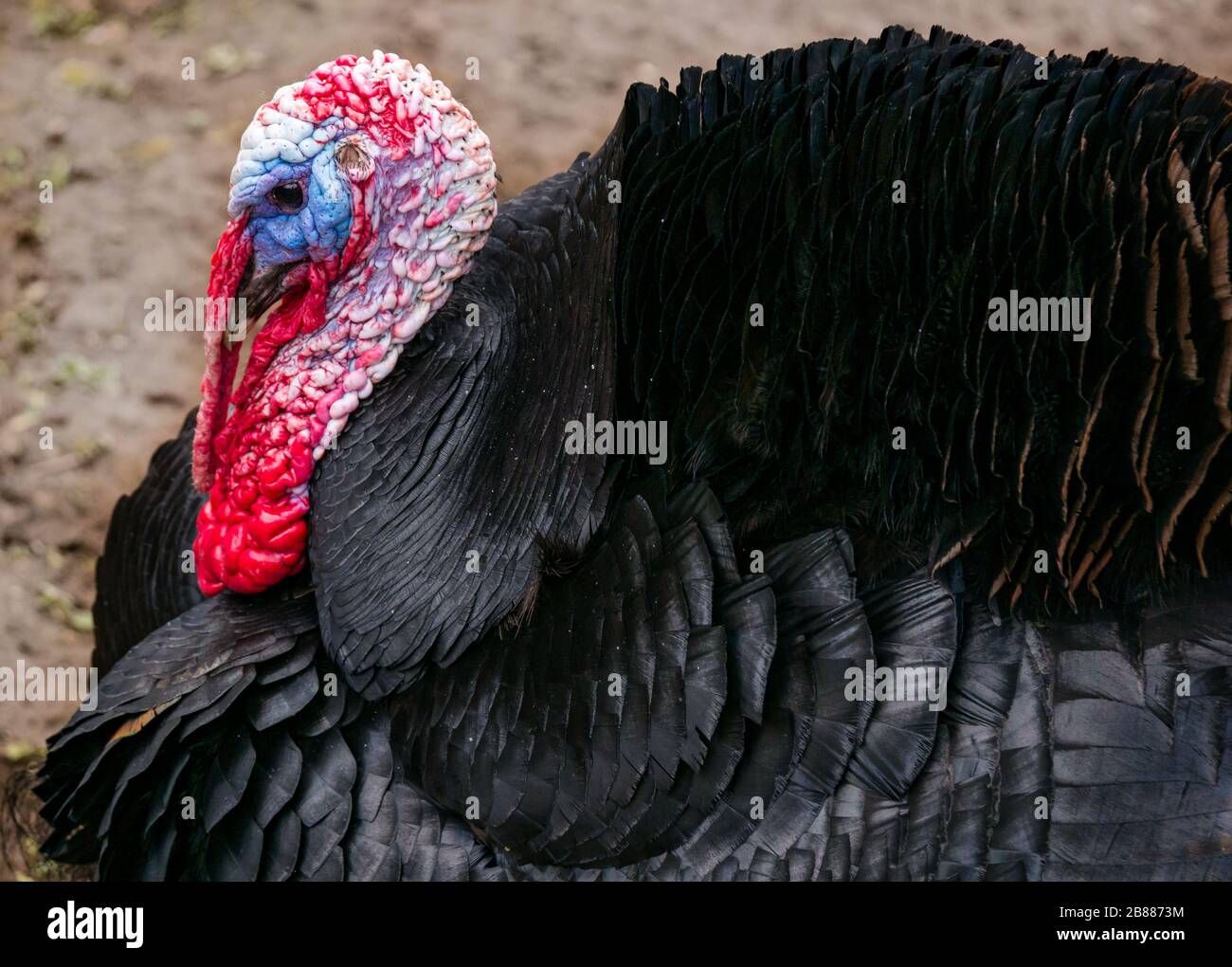 Male domestic common turkey (Meleagris gallopavo) with fluffed up ...