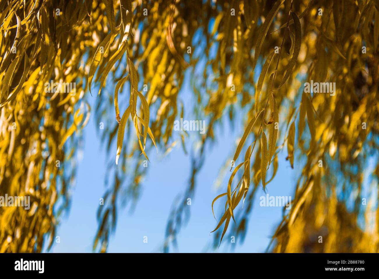 yellow weeping willow leaves that are drying out in fall Stock Photo ...