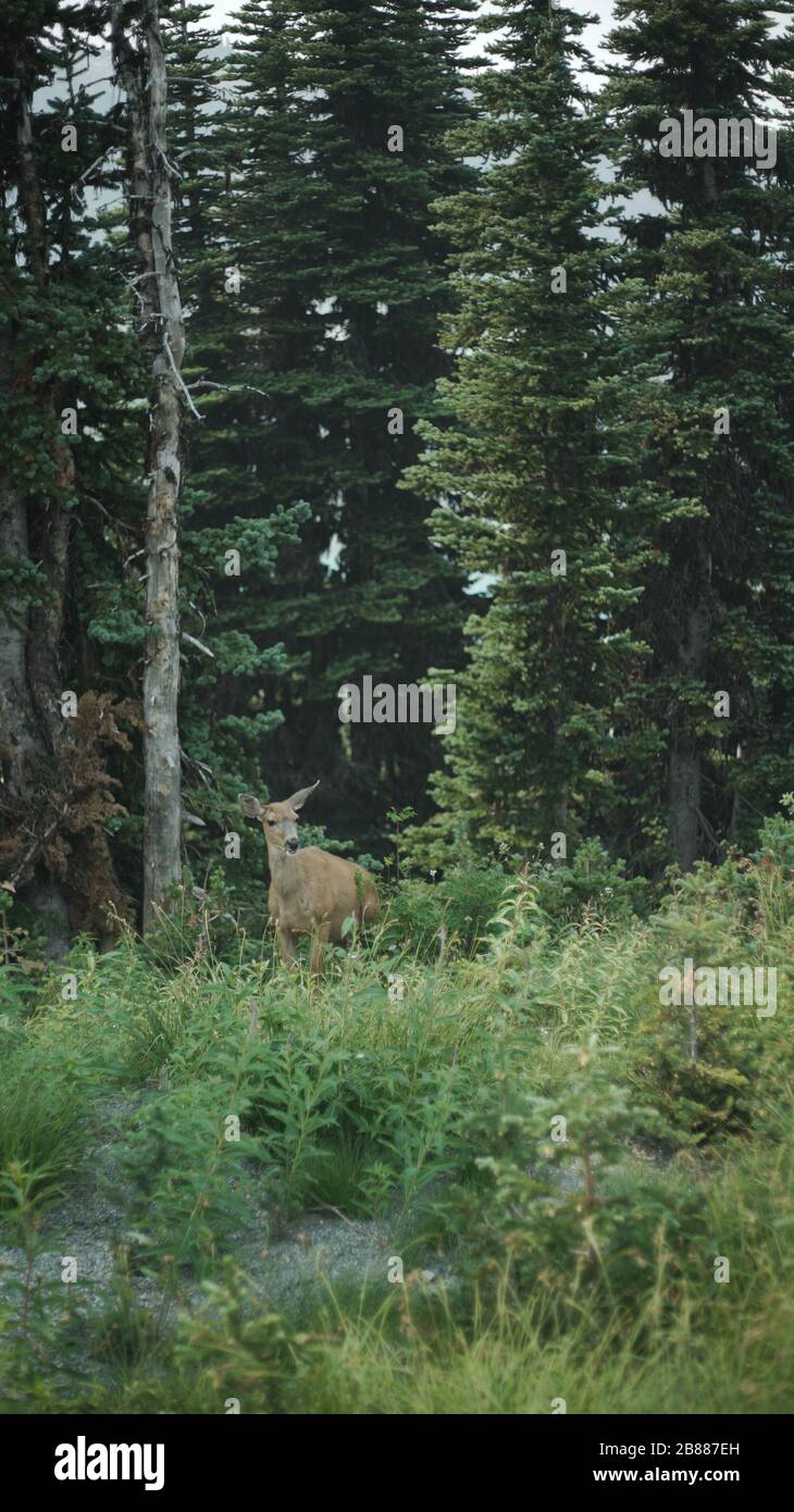 Small doe deer grazing on a mountain range in canada Stock Photo - Alamy
