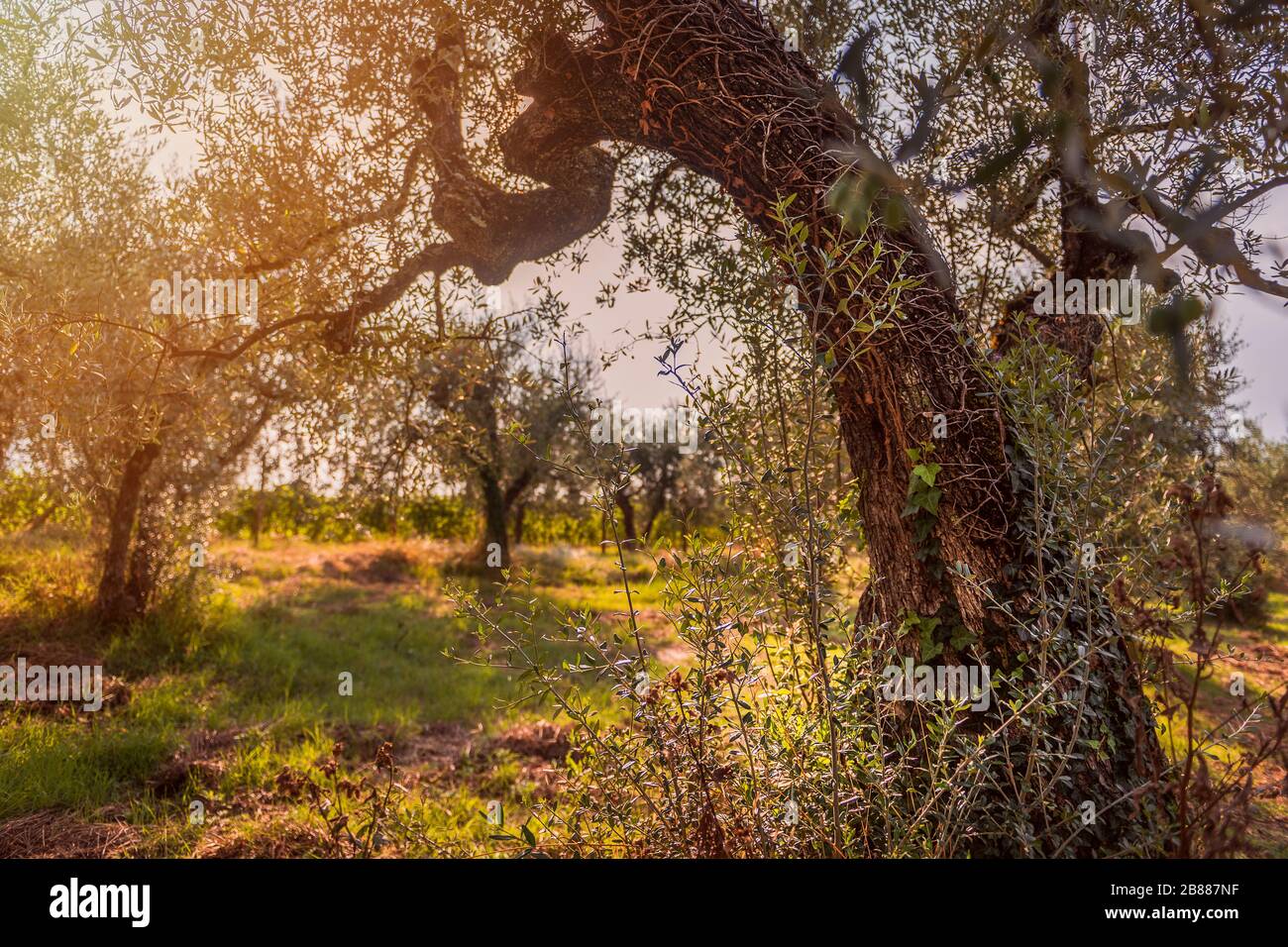 Inside olive hi-res stock photography and images - Alamy