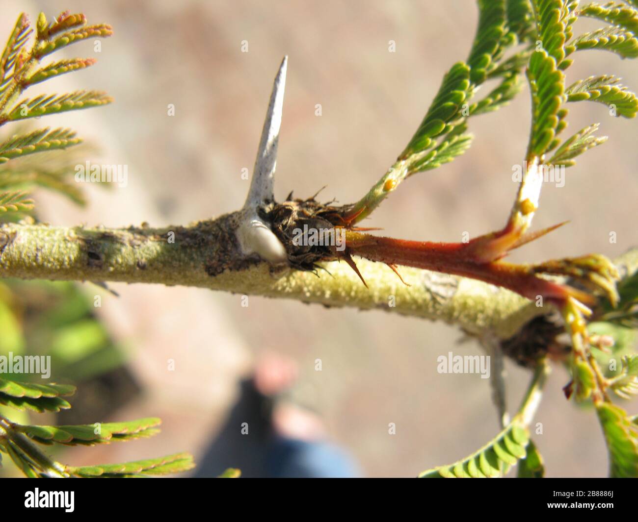 Stipules hi-res stock photography and images - Alamy