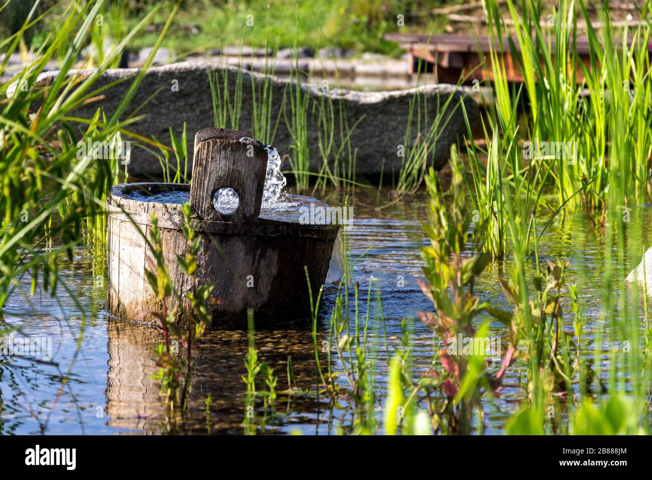Natural Water Filtration Using Plants