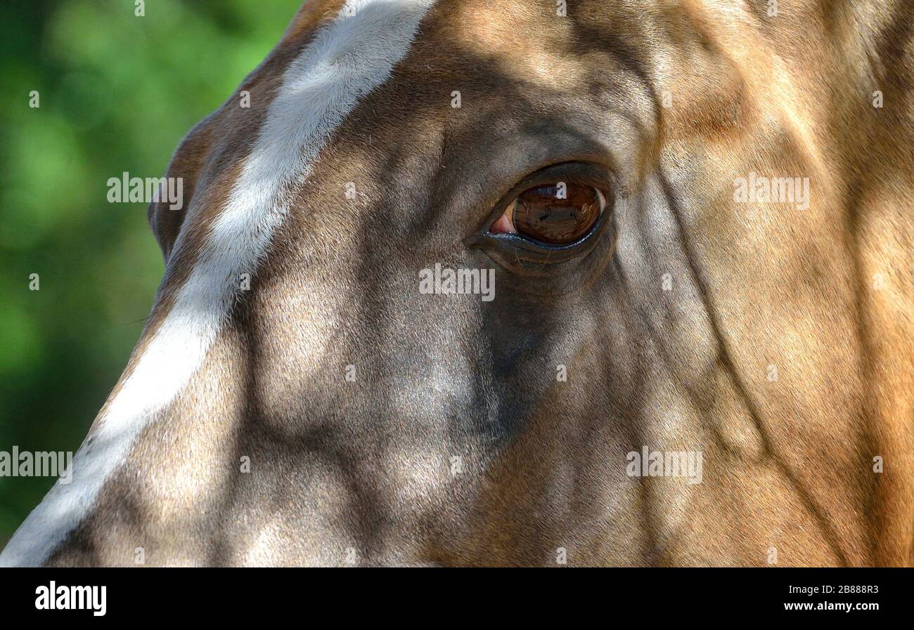 Buckskin horse head hi-res stock photography and images - Alamy