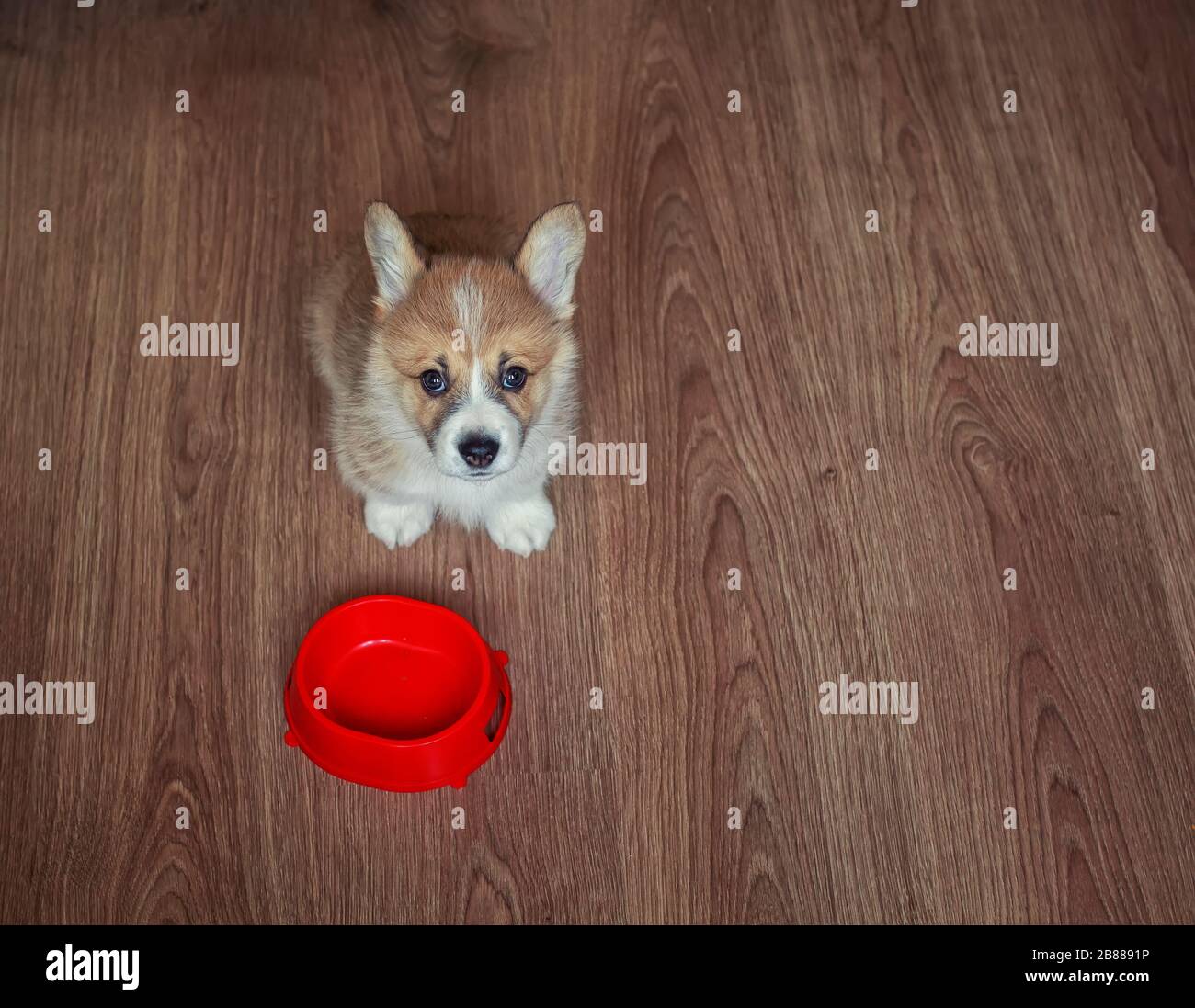 Hungry child with empty bowl hi-res stock photography and images - Alamy