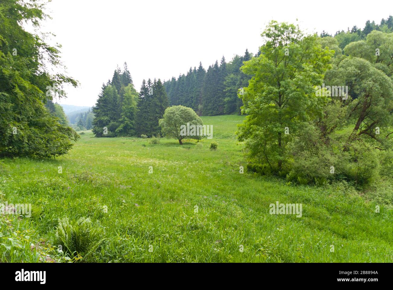 Thuringian highlands hi-res stock photography and images - Alamy