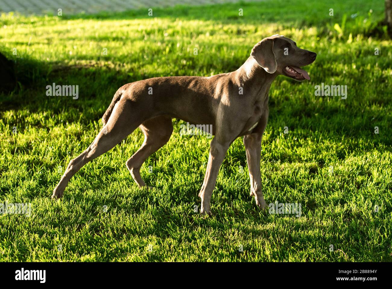 Huntig dog hi-res stock photography and images - Alamy