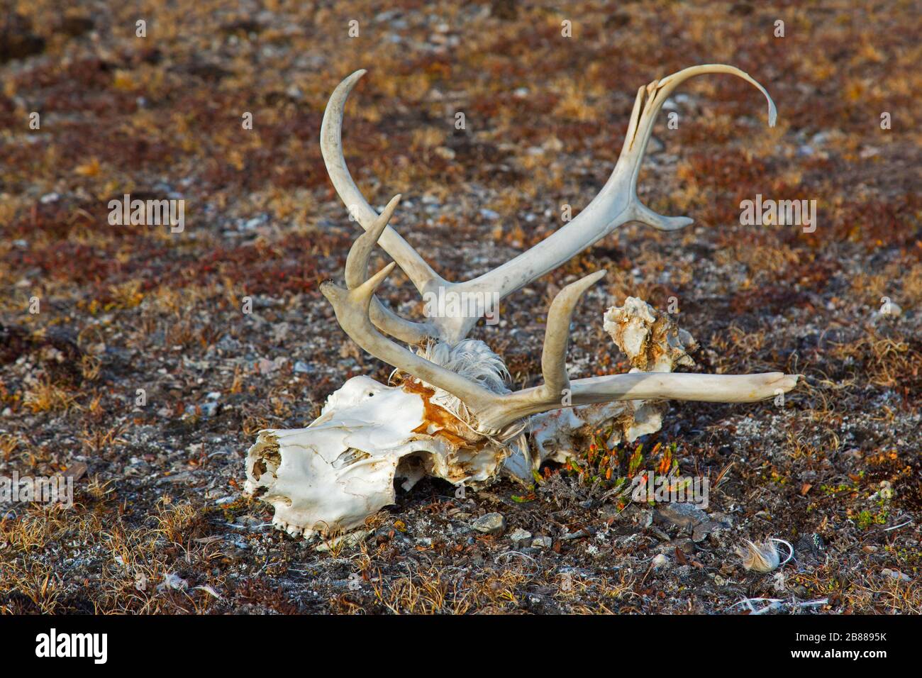 Reindeer Skeleton