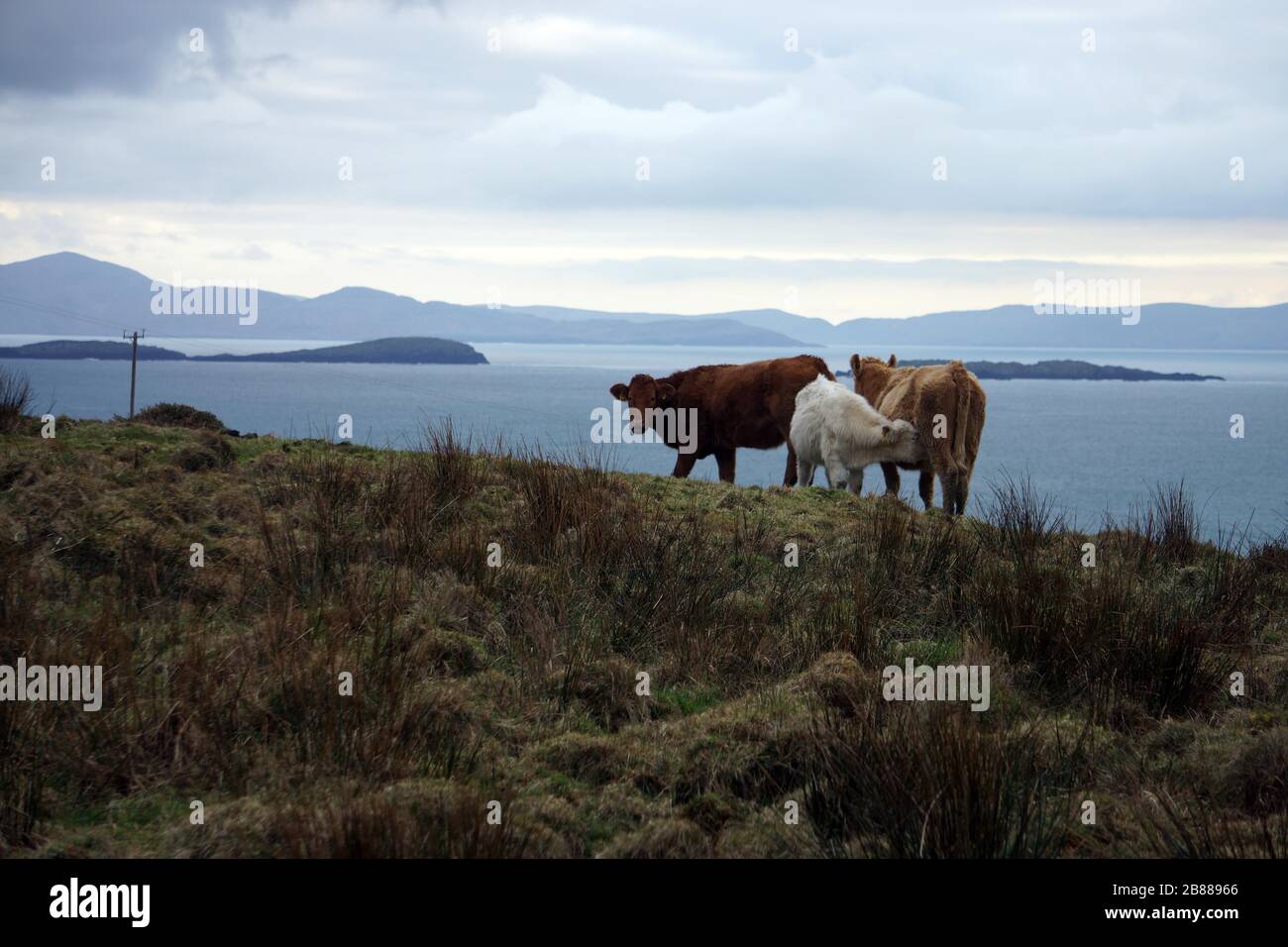Hogs Head with The Skellig Rocks in The Atlantic Ocean in the ...
