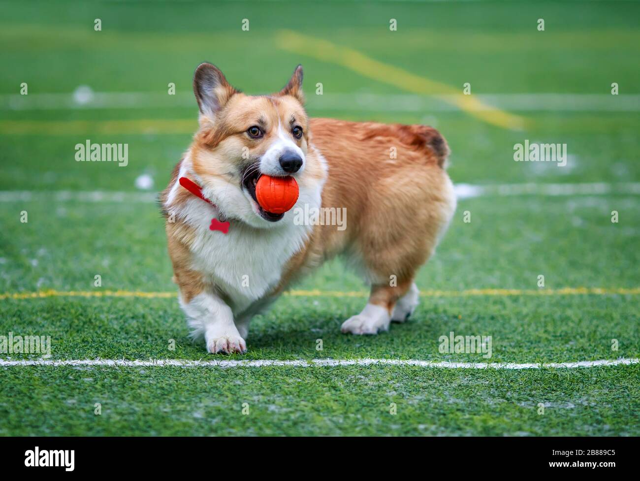 Corgi Puppies Playing