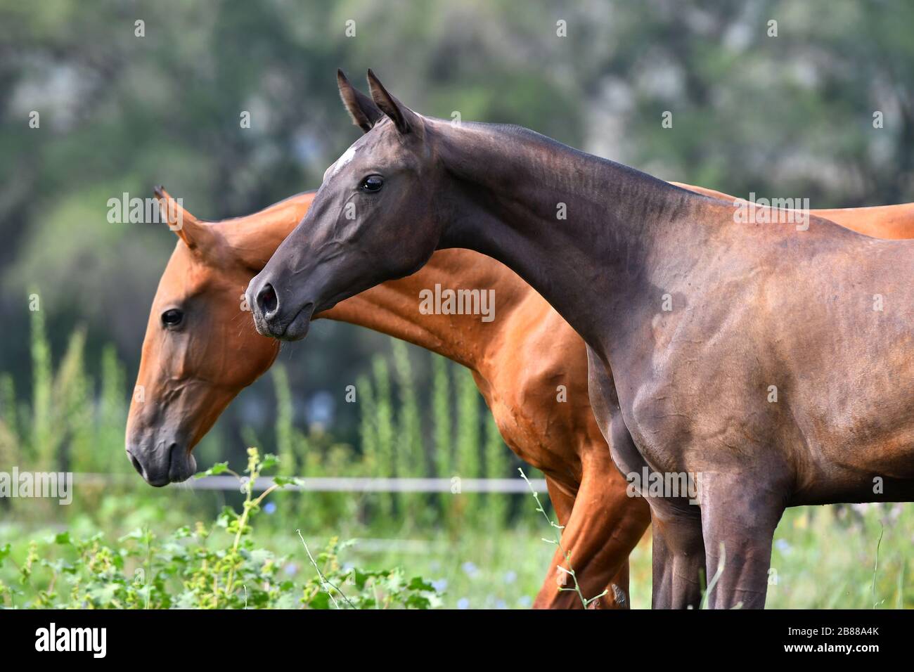 Two akhal teke breed horses, bay and chestnut, running in the field ...