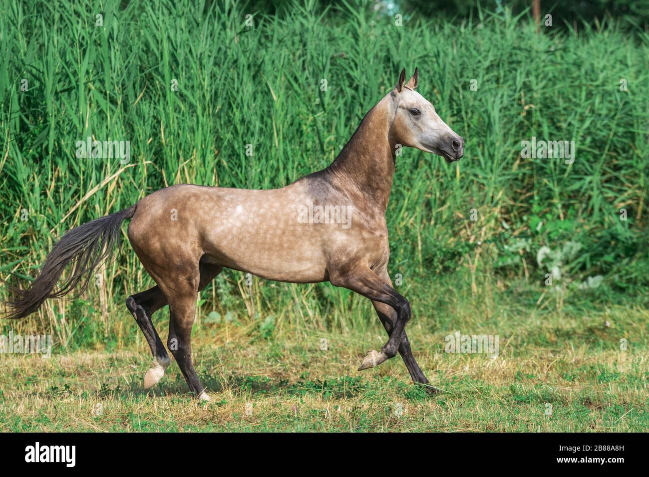 Buckskin akhal teke breed horse runs in the field near long water grass ...